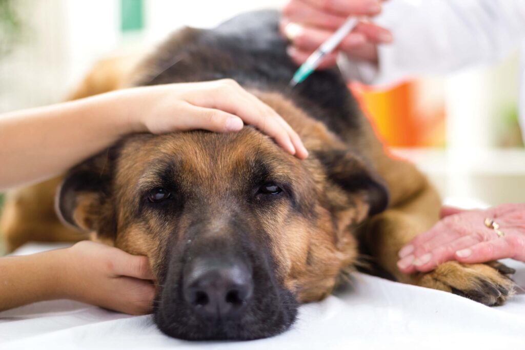 Subcutaneous medication and fluids for pets - domain4pets